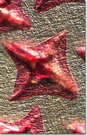 Molecular Expressions Microscopy Primer: Specialized Microscopy ...