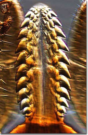 Molecular Expressions Microscopy Primer: Specialized Microscopy ...