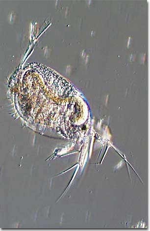 Microscopic Water Flea Could Water Fleas Remediate Aquaculture
